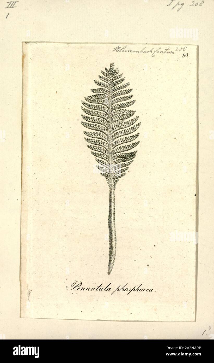 Pennatula phosphorea hi-res stock photography and images - Alamy