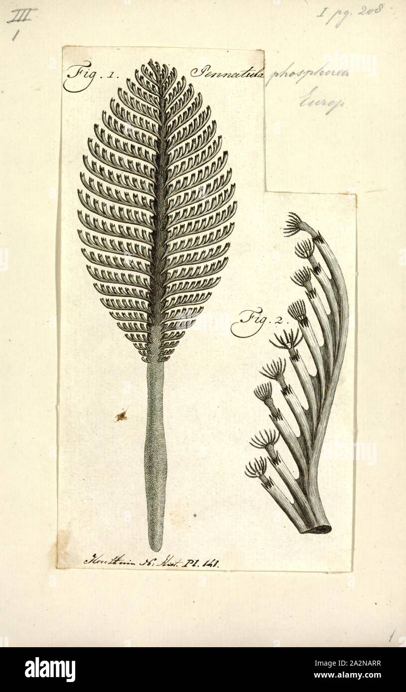 Pennatula phosphorea, Print, Phosphorescent sea pen Stock Photo - Alamy