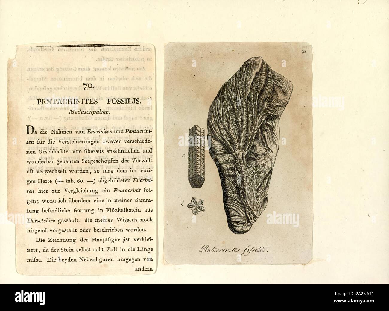 England pentacrinites hi-res stock photography and images - Alamy