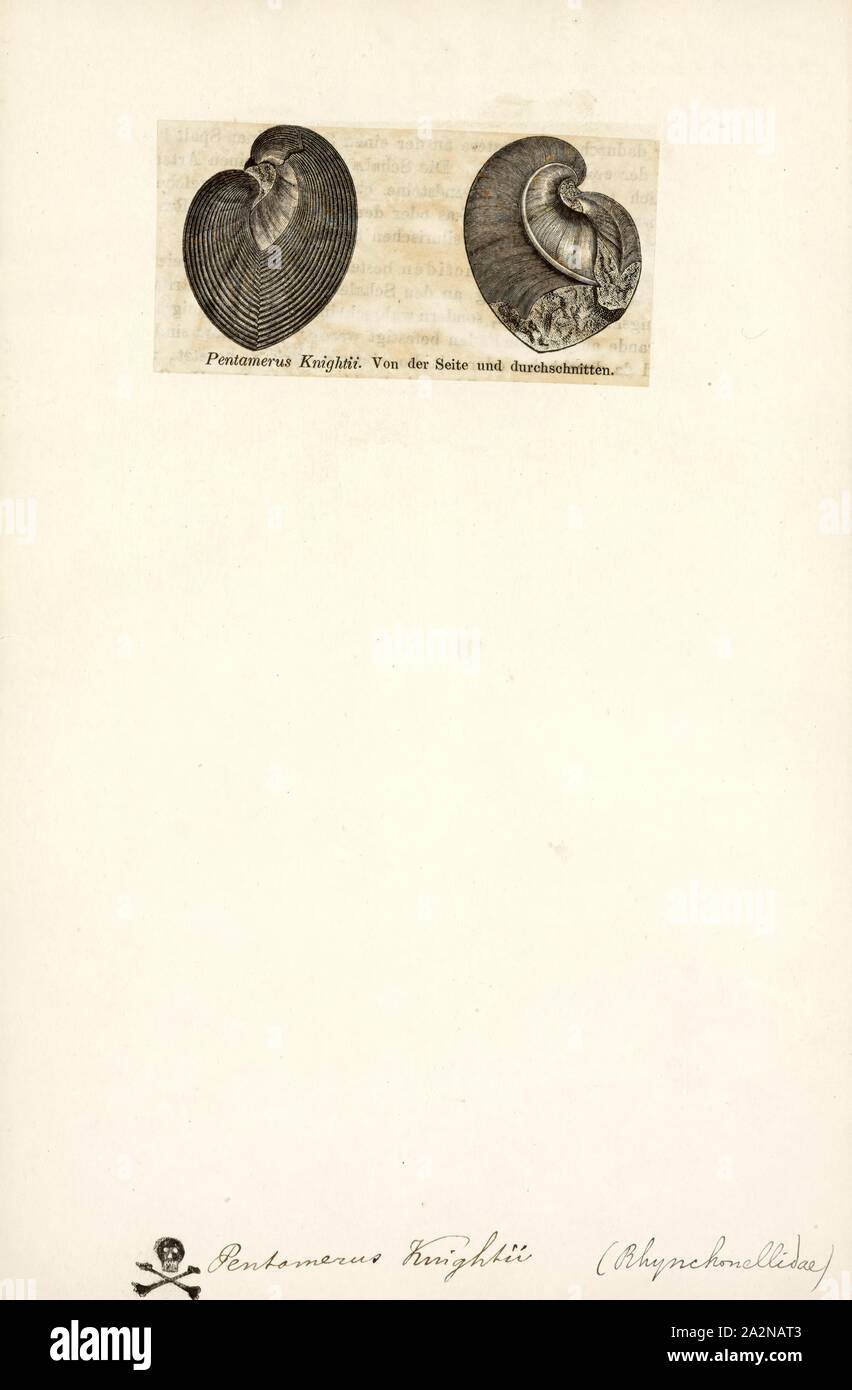 Pentamerus hi-res stock photography and images - Alamy