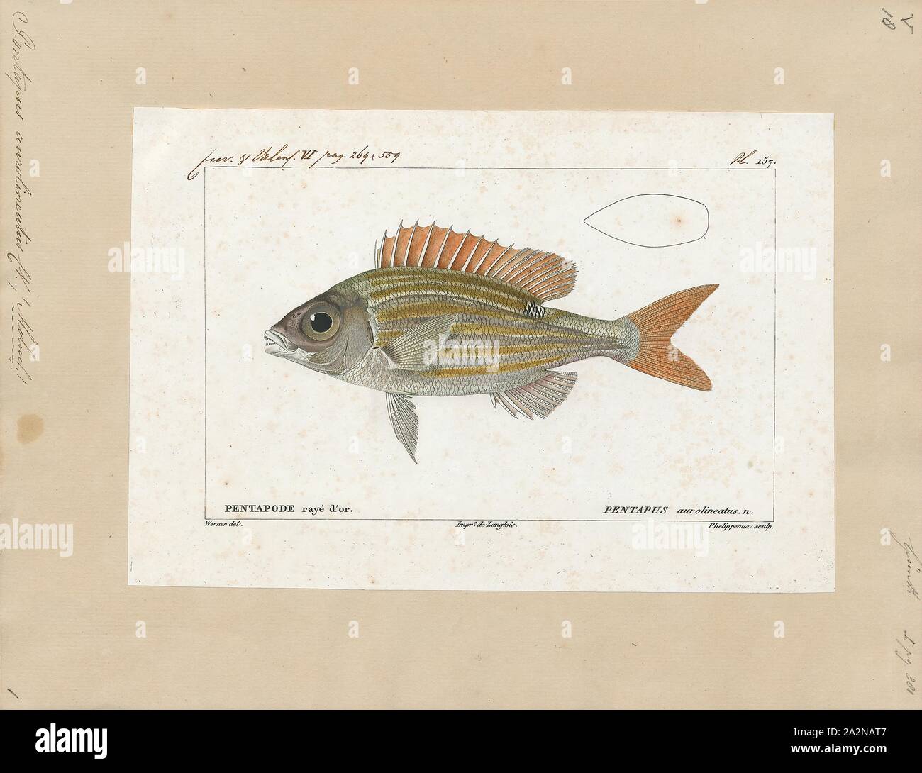 Aurolineatus hi-res stock photography and images - Alamy