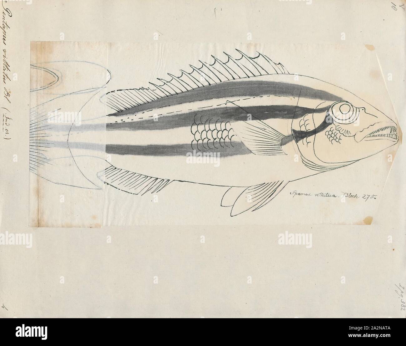 Pentapus vittatus, Print Stock Photo - Alamy