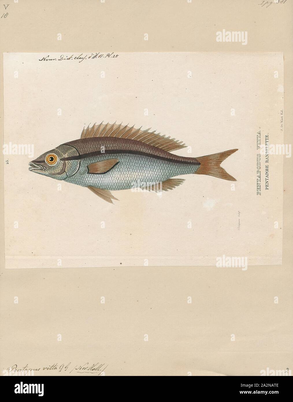 Pentapus vitta hi-res stock photography and images - Alamy