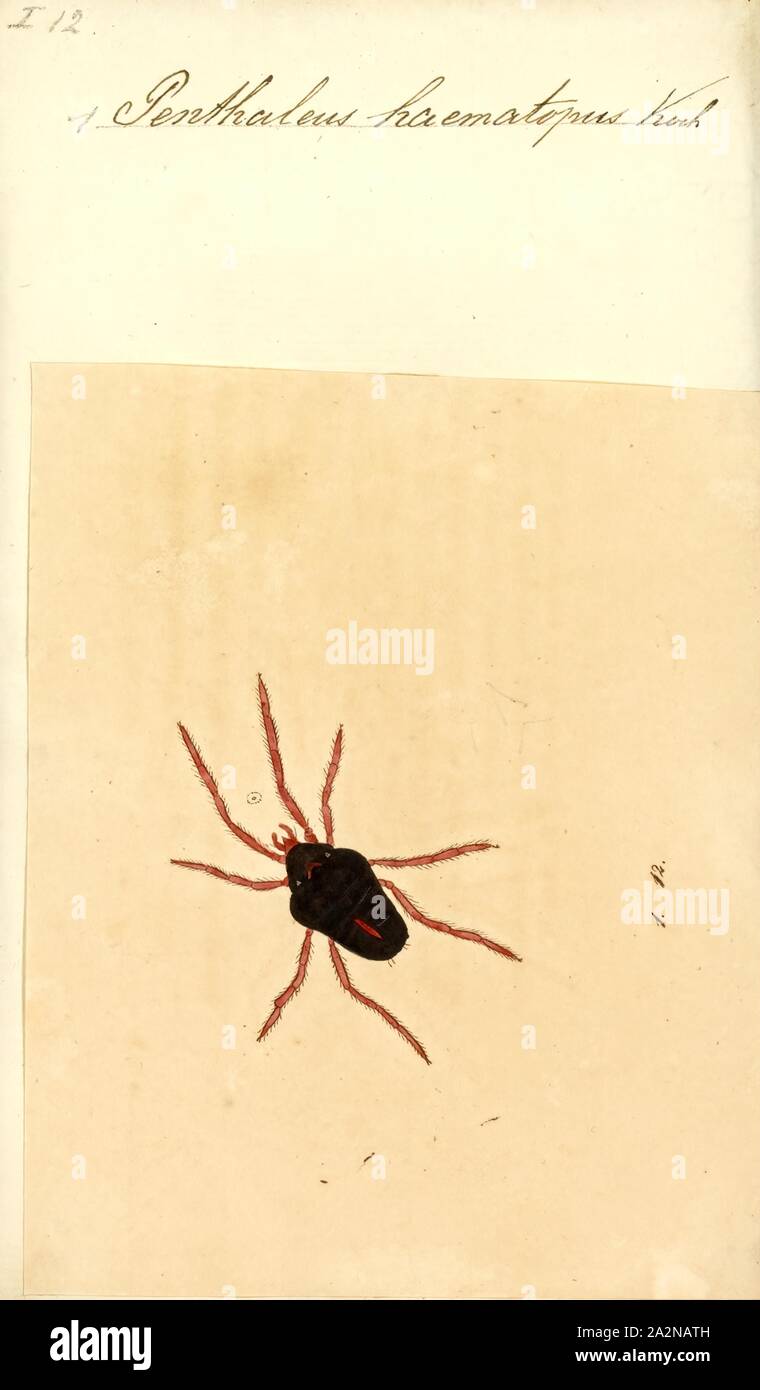 Earth mites hi-res stock photography and images - Alamy