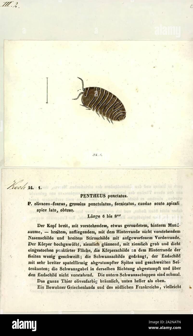 Punctatus hi-res stock photography and images - Alamy