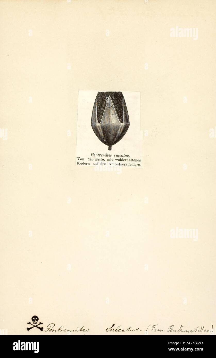 Pentremites, Print, Pentremites is an extinct genus of blastoid ...