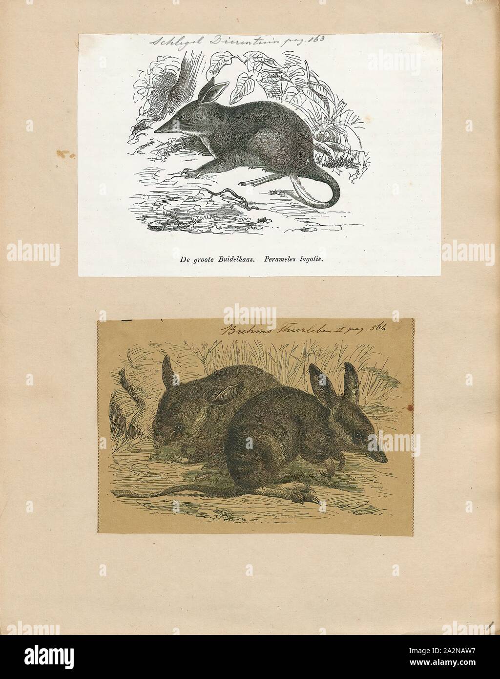 Perameles lagotis, Print, Perameles is a genus of marsupials of the ...