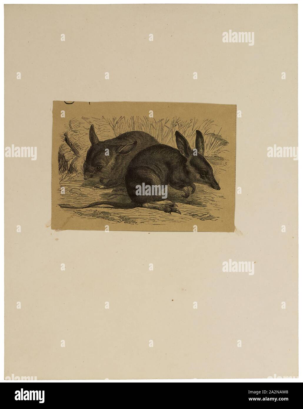 Perameles lagotis, Print, Perameles is a genus of marsupials of the ...