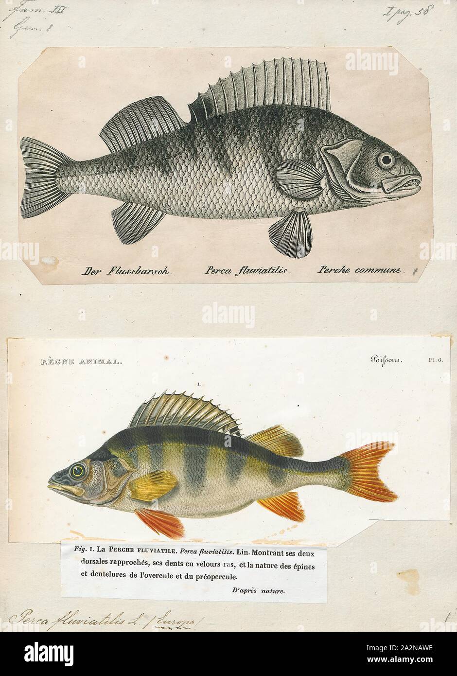 New zealand native fish hi-res stock photography and images - Alamy