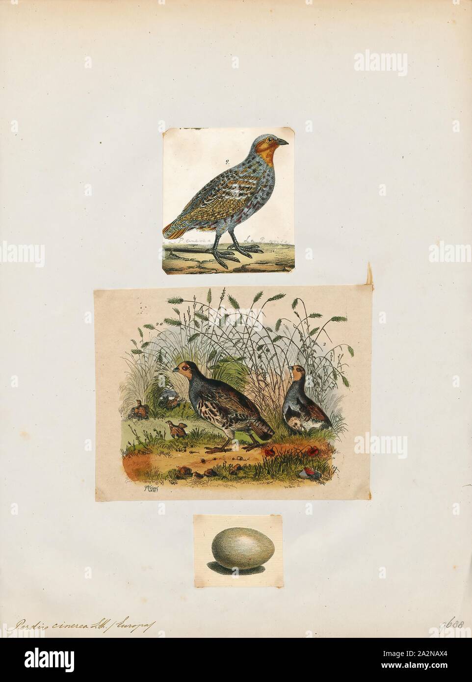 Perdix cinerea, Print, Perdix is a genus of Galliform gamebirds known ...
