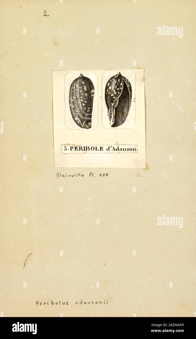 Adansonii hi-res stock photography and images - Alamy