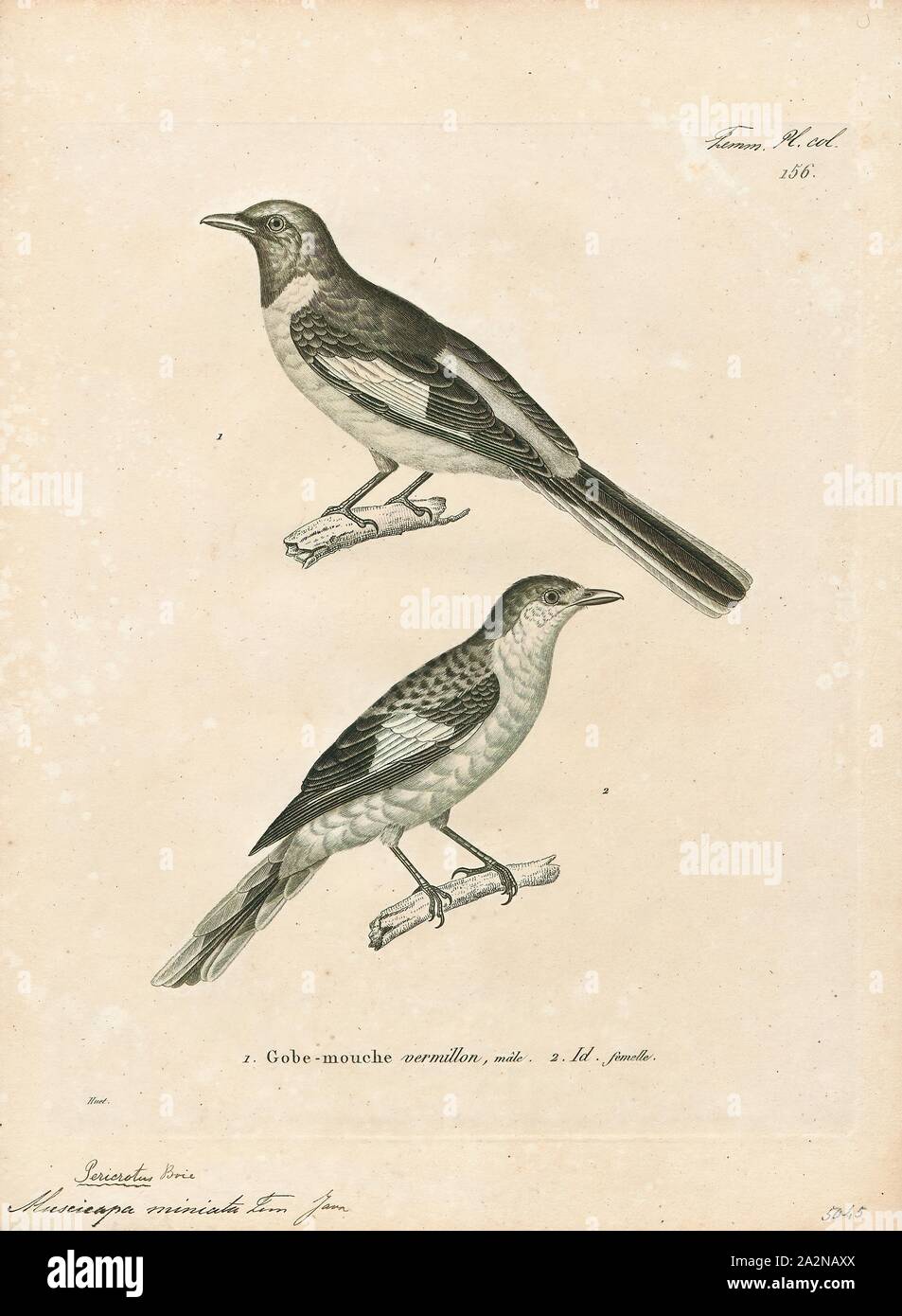 Pericrocotus miniatus, Print, The Sunda minivet (Pericrocotus miniatus ...