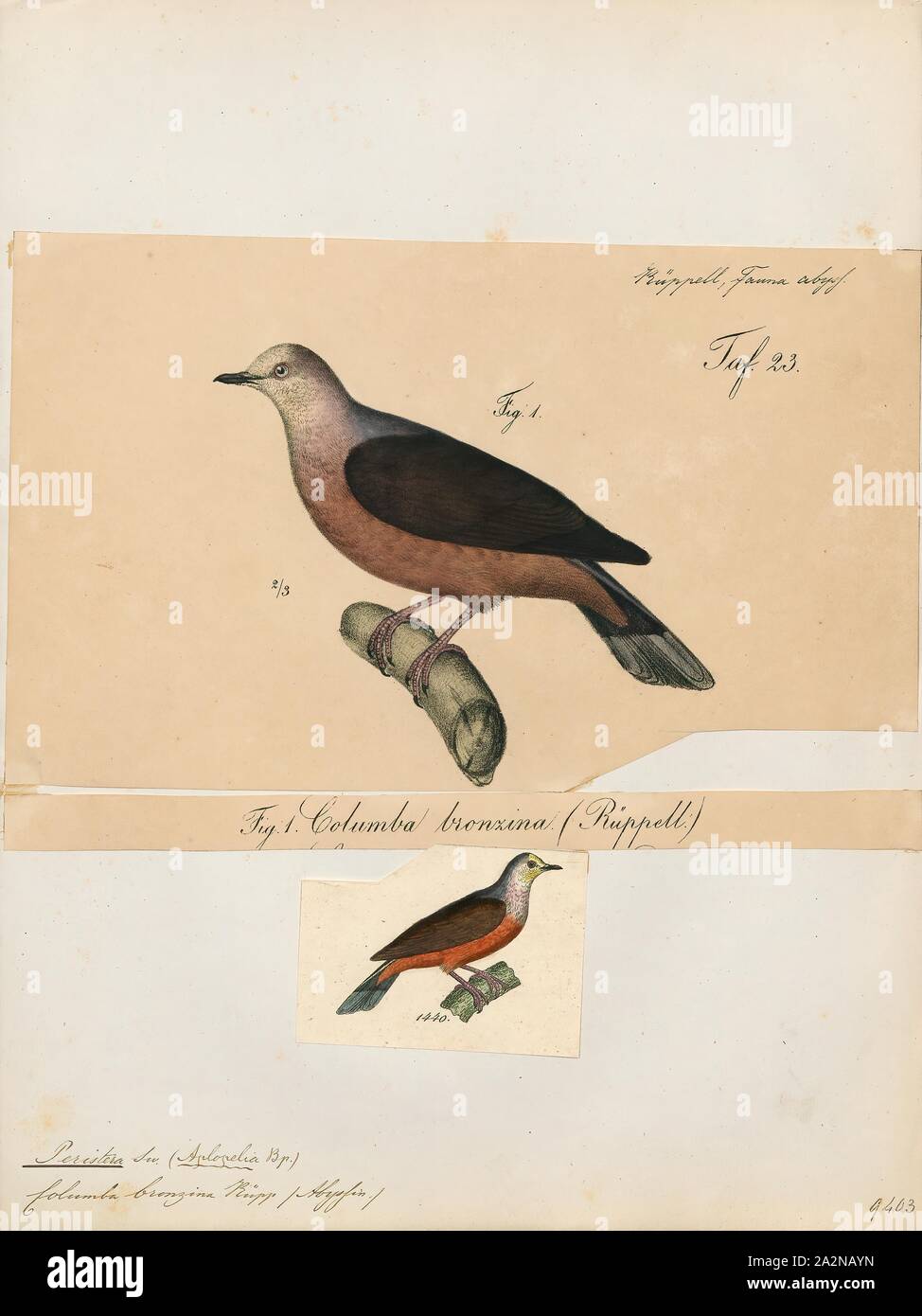 Peristera hi-res stock photography and images - Alamy