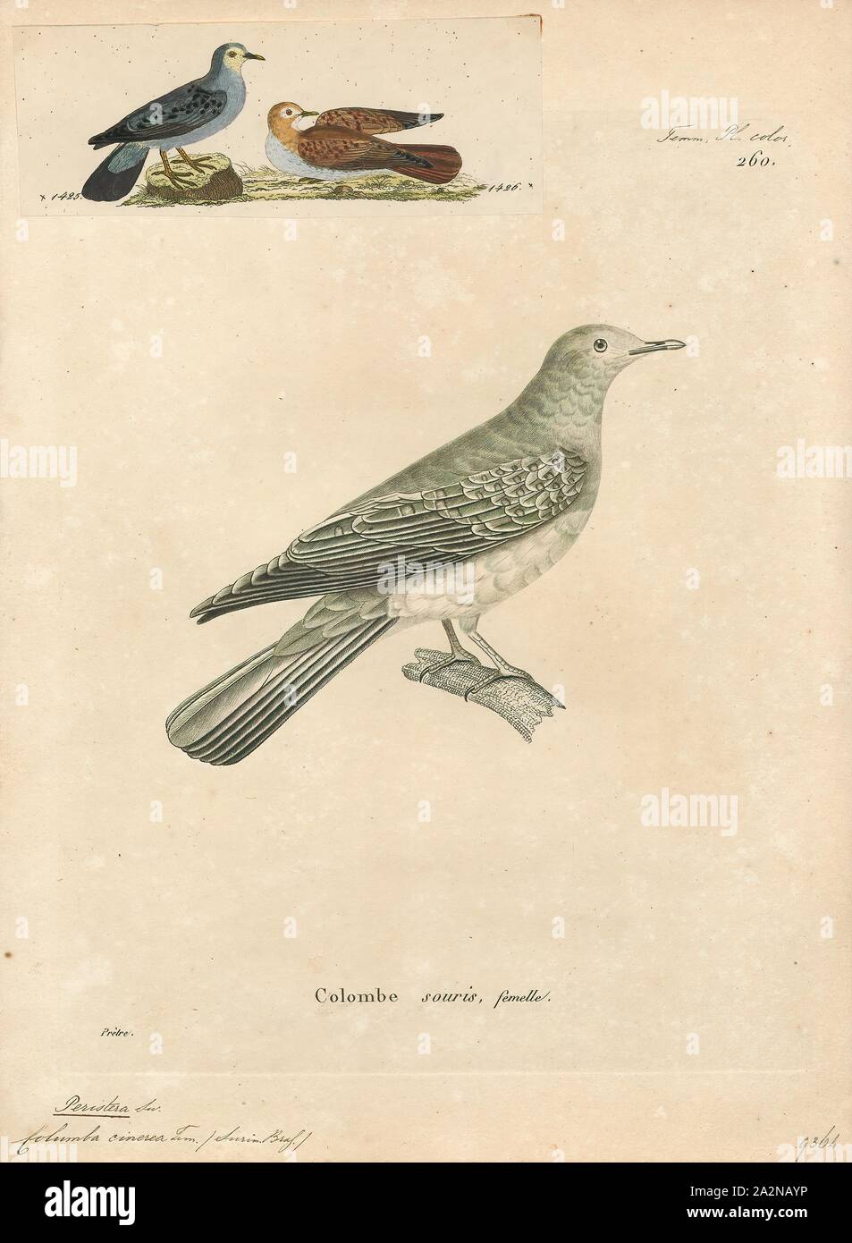 Peristera cinerea hi-res stock photography and images - Alamy