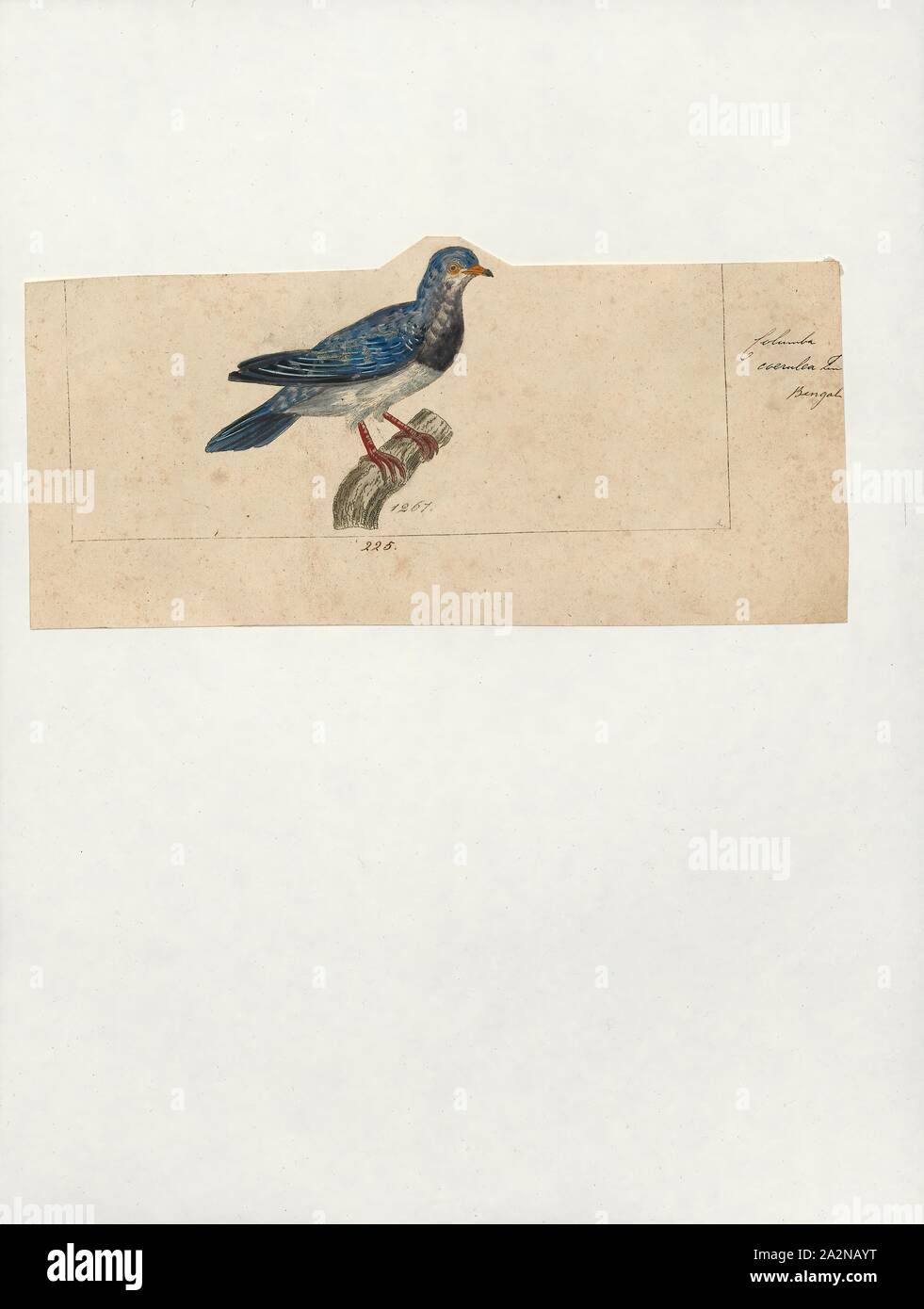 Peristera coerulea, Print, 1820-1860 Stock Photo - Alamy