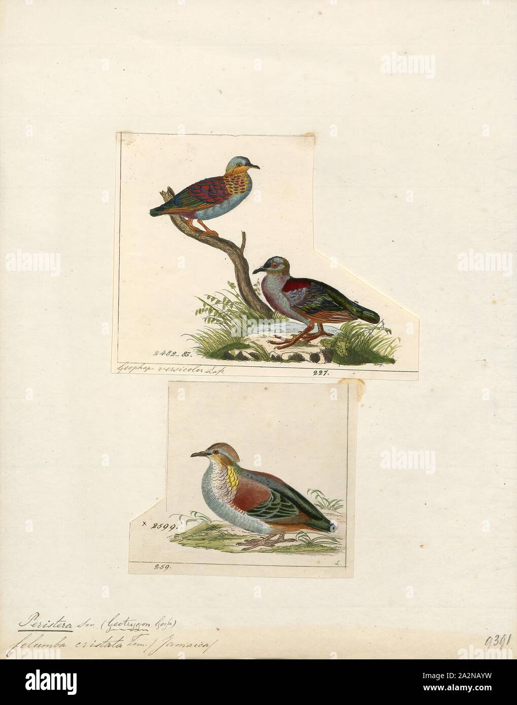 Peristera cristata hi-res stock photography and images - Alamy