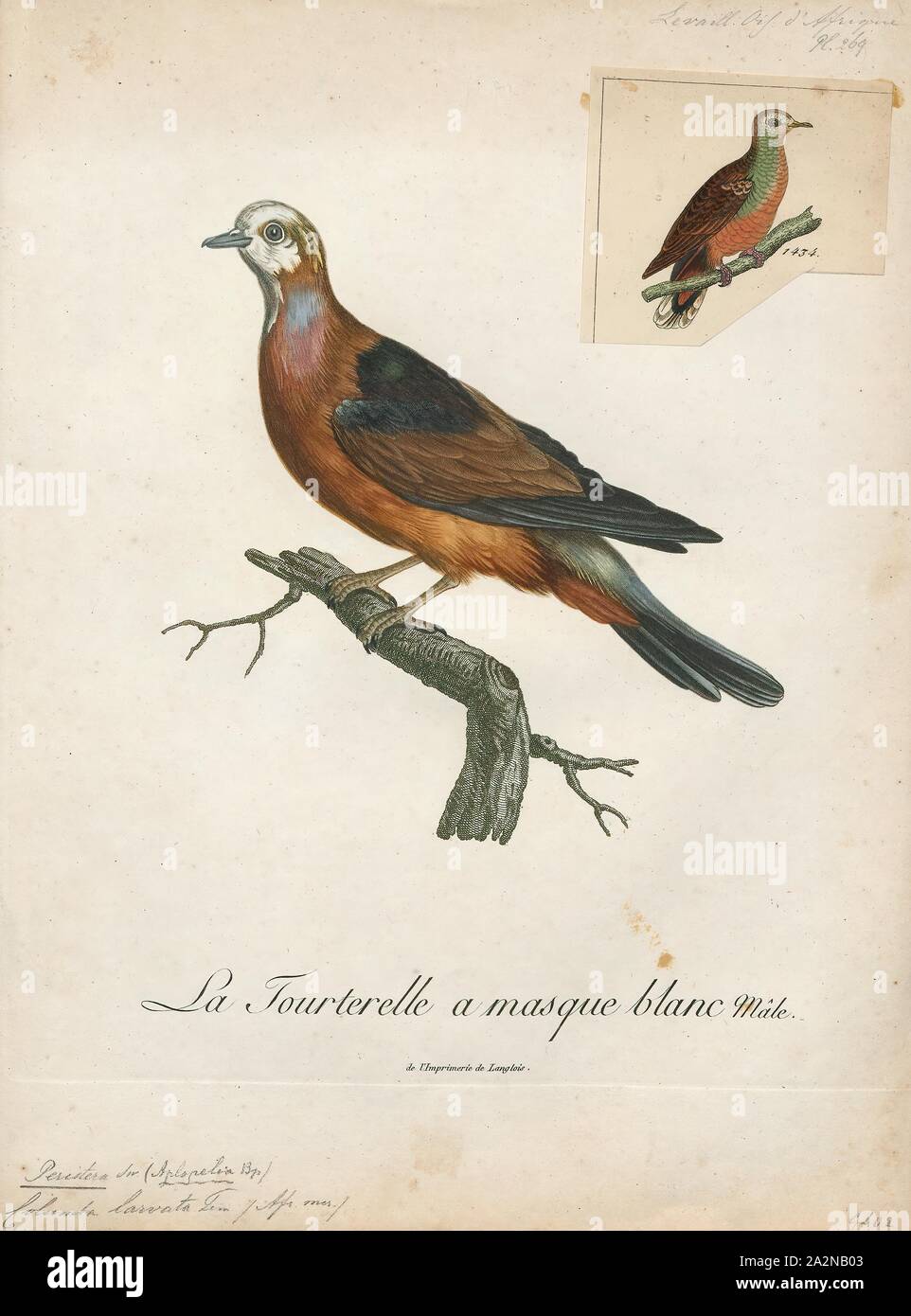 Peristera larvata, Print, 1796-1808 Stock Photo - Alamy