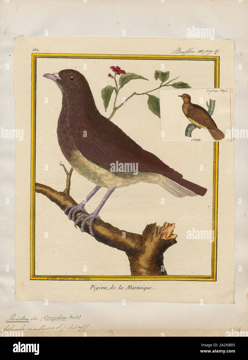 Peristera hi-res stock photography and images - Alamy