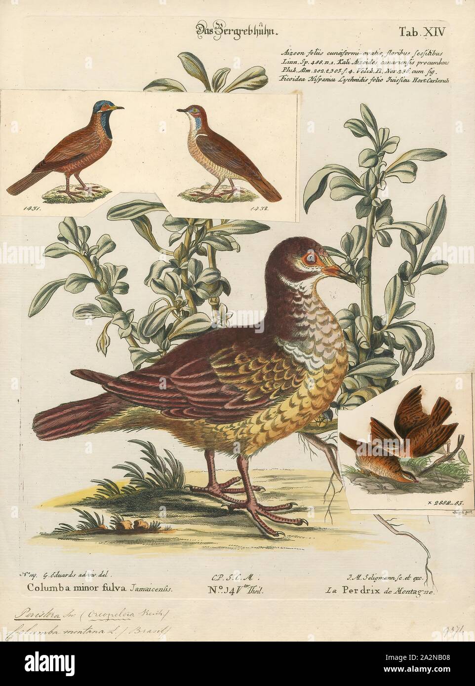 Peristera montana hi-res stock photography and images - Alamy