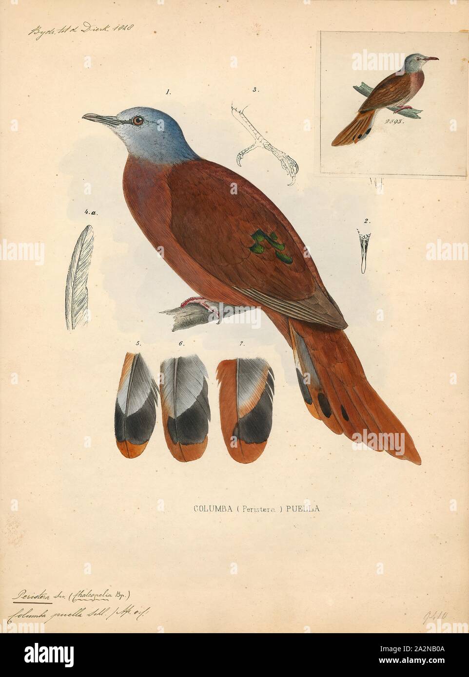 Peristera High Resolution Stock Photography and Images - Alamy