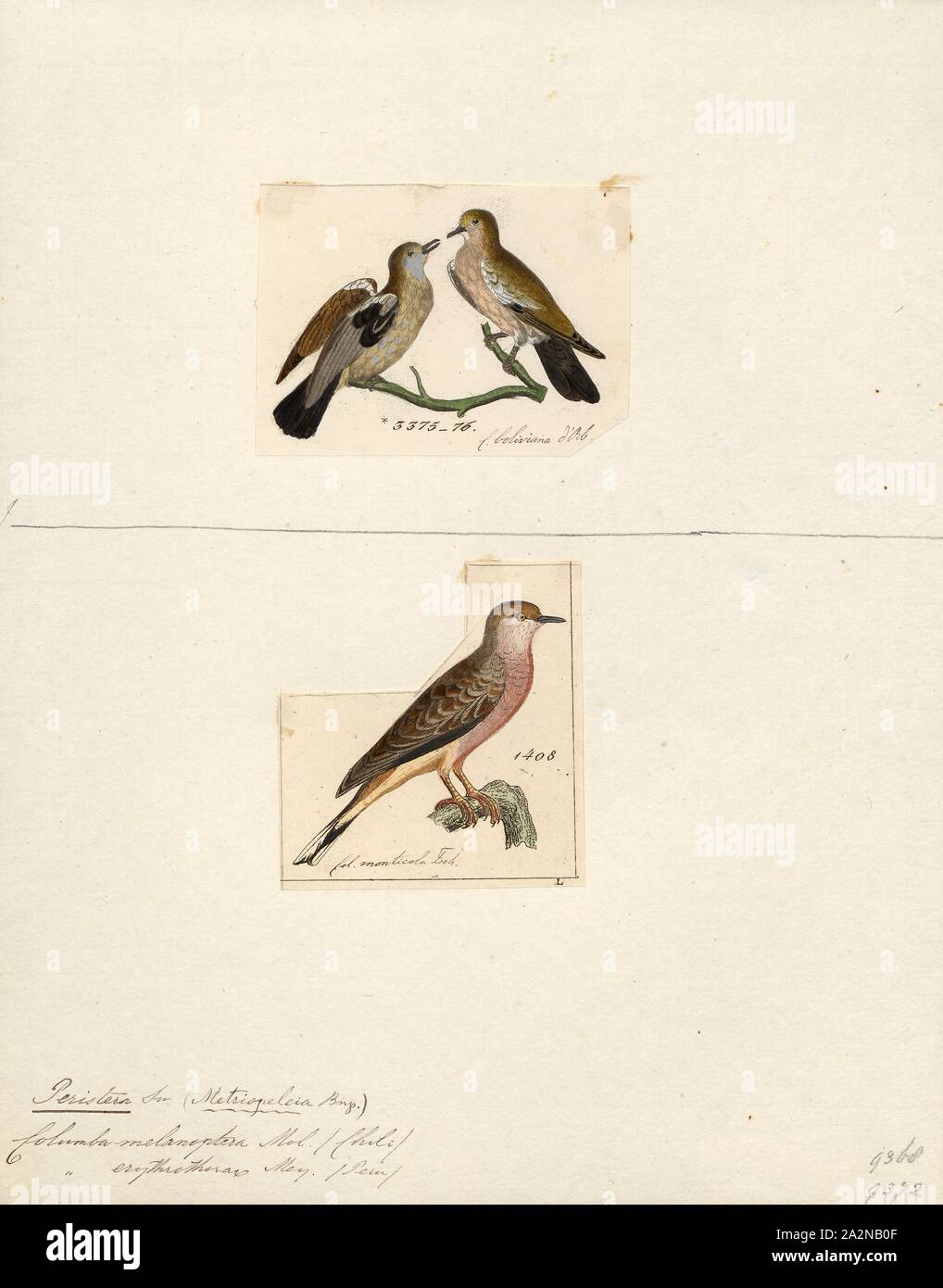 Peristera spec hi-res stock photography and images - Alamy