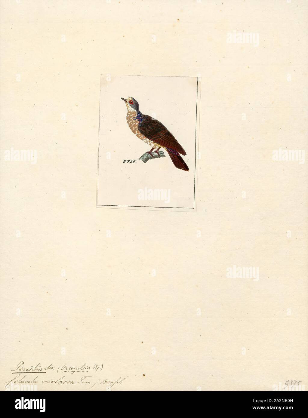 Peristera hi-res stock photography and images - Alamy