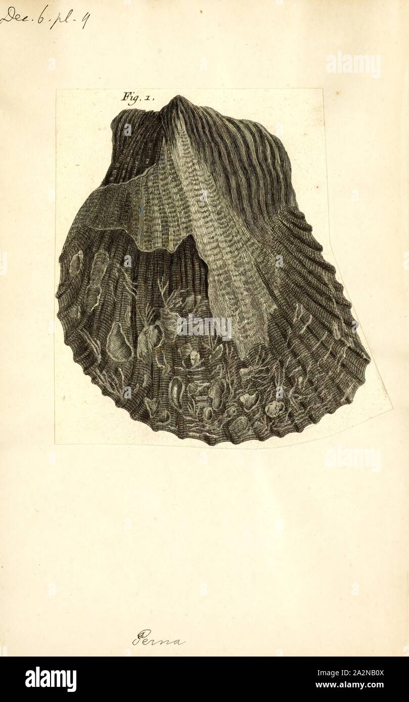 Perna hi-res stock photography and images - Alamy