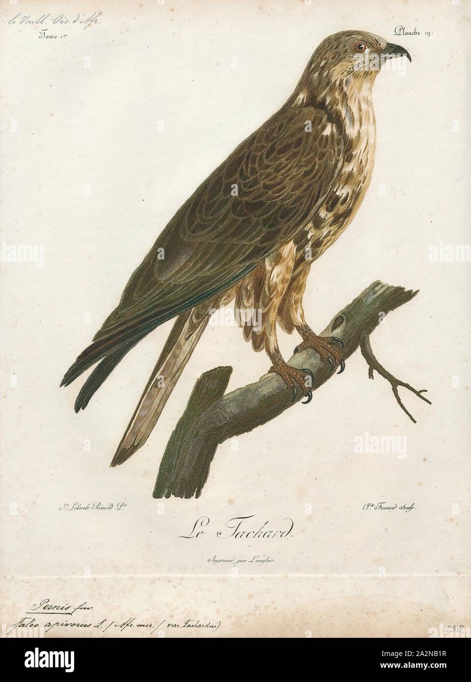 Pernis tachardus, Print, 1796-1808 Stock Photo - Alamy