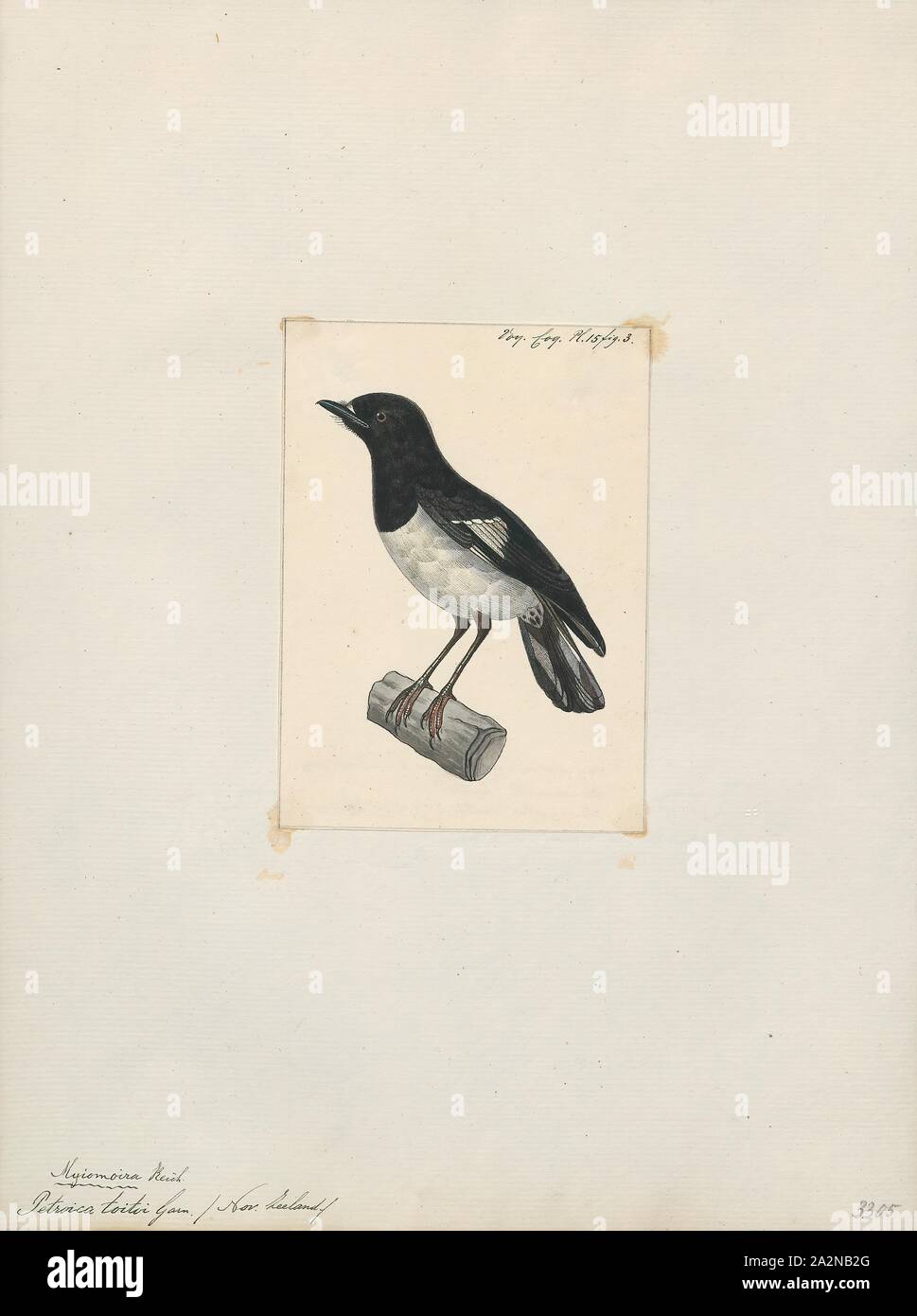 Genus petroica hi-res stock photography and images - Alamy