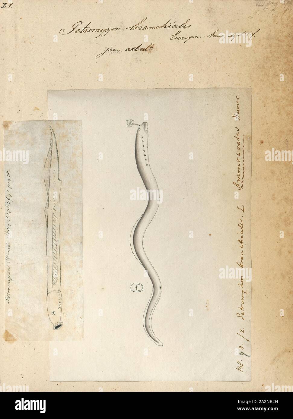 Petromyzon hi-res stock photography and images - Alamy