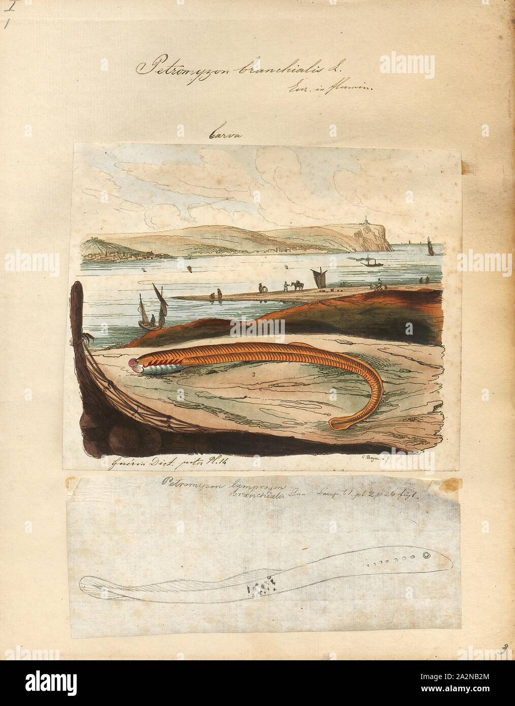 Petromyzon hi-res stock photography and images - Alamy