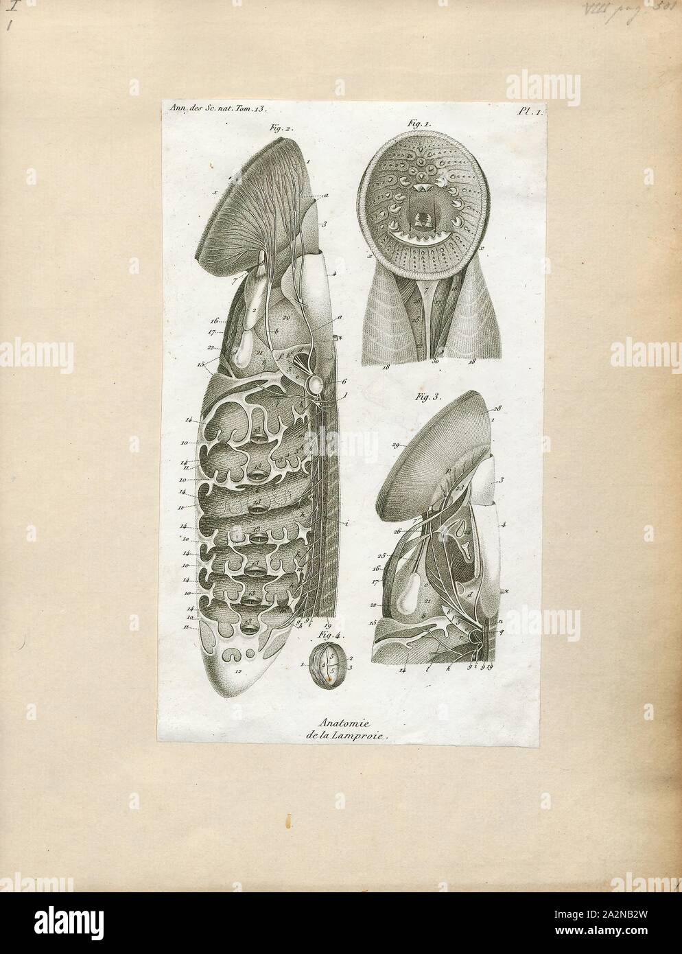 Lamprey Anatomy