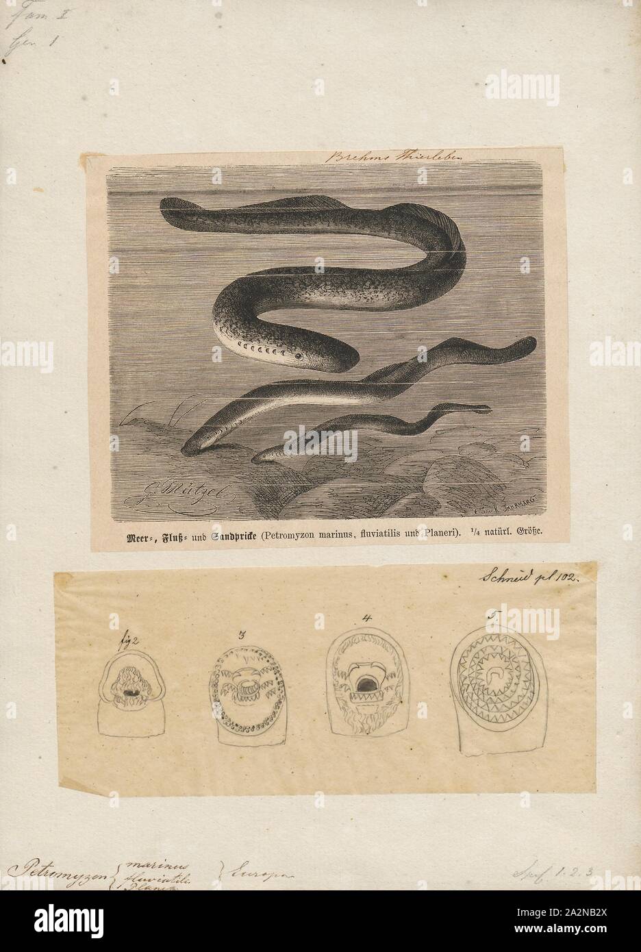 Petromyzon hi-res stock photography and images - Alamy