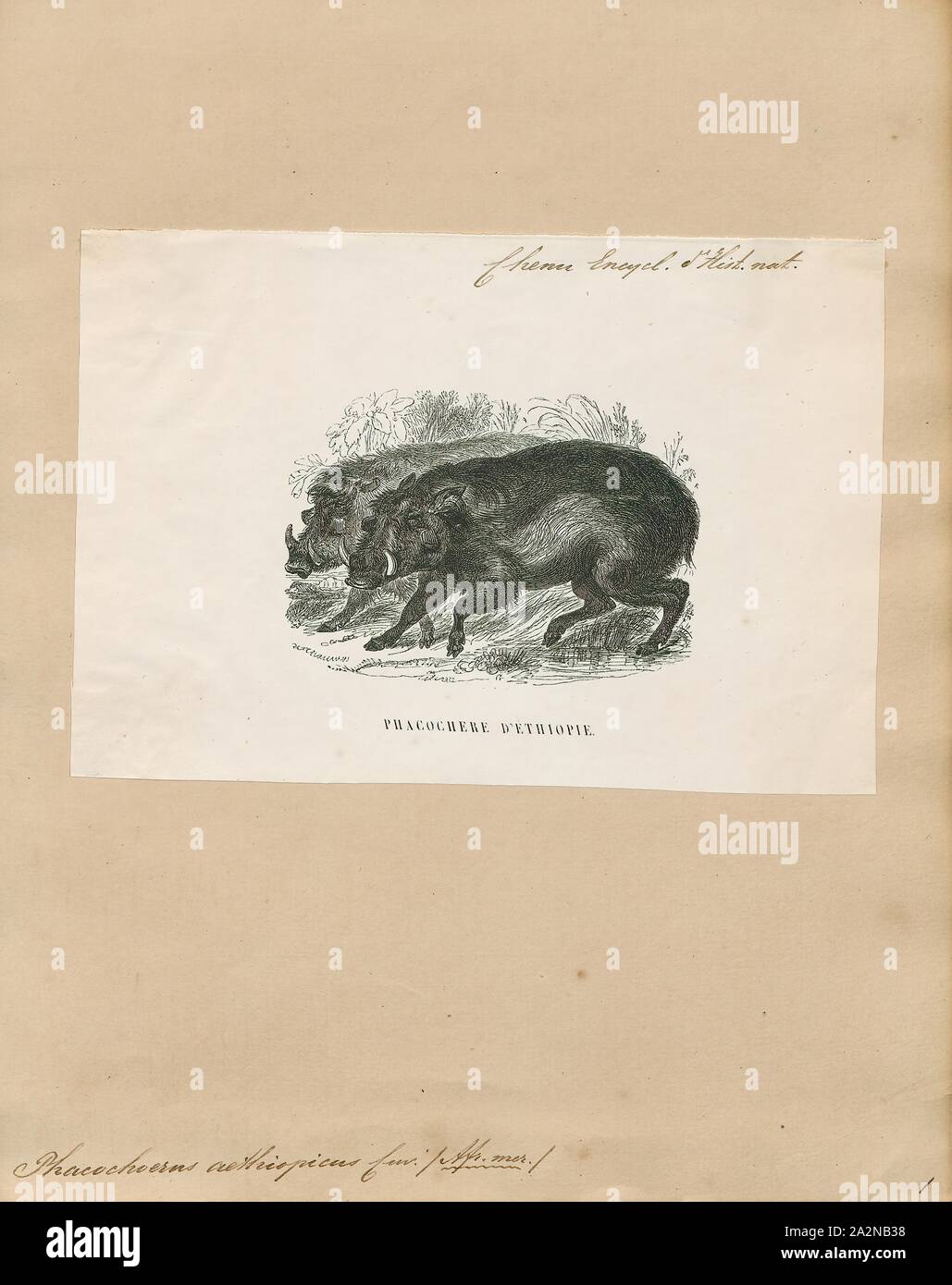 Phacochoerus aethiopicus, Print, The desert warthog (Phacochoerus ...