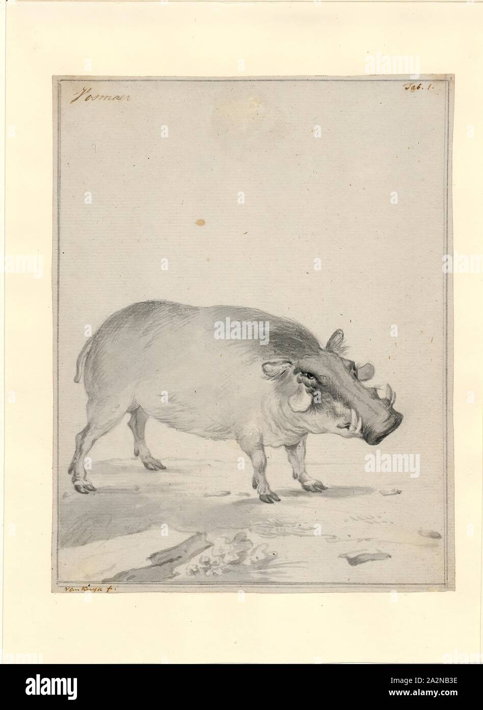 Phacochoerus aethiopicus, Print, The desert warthog (Phacochoerus ...