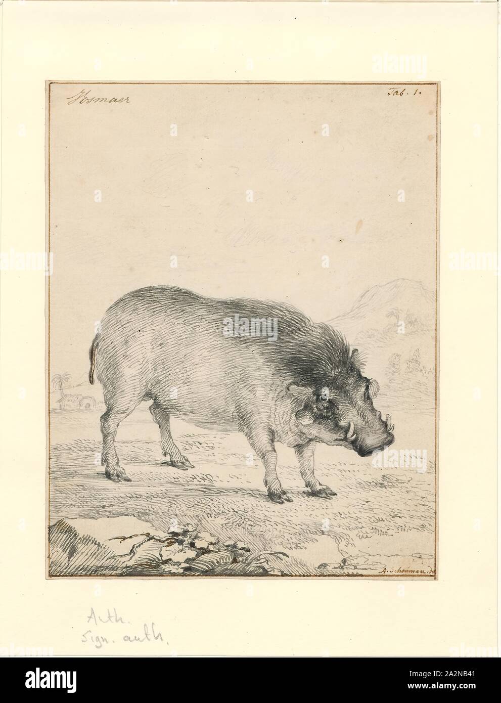 Even toed a hi-res stock photography and images - Alamy