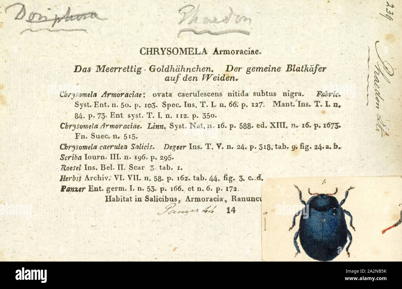 Phaedon hi-res stock photography and images - Alamy