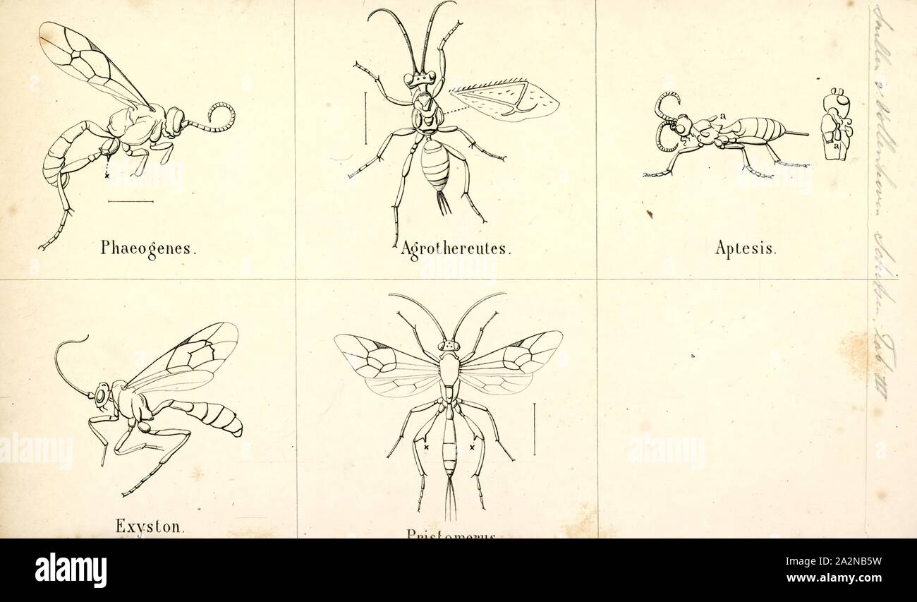 Phaeogenes hi-res stock photography and images - Alamy