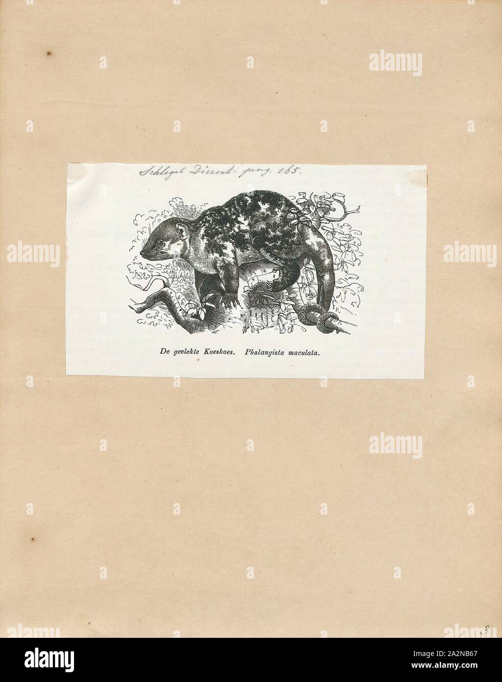 Phalangista maculata, Print, The common spotted cuscus (Spilocuscus ...