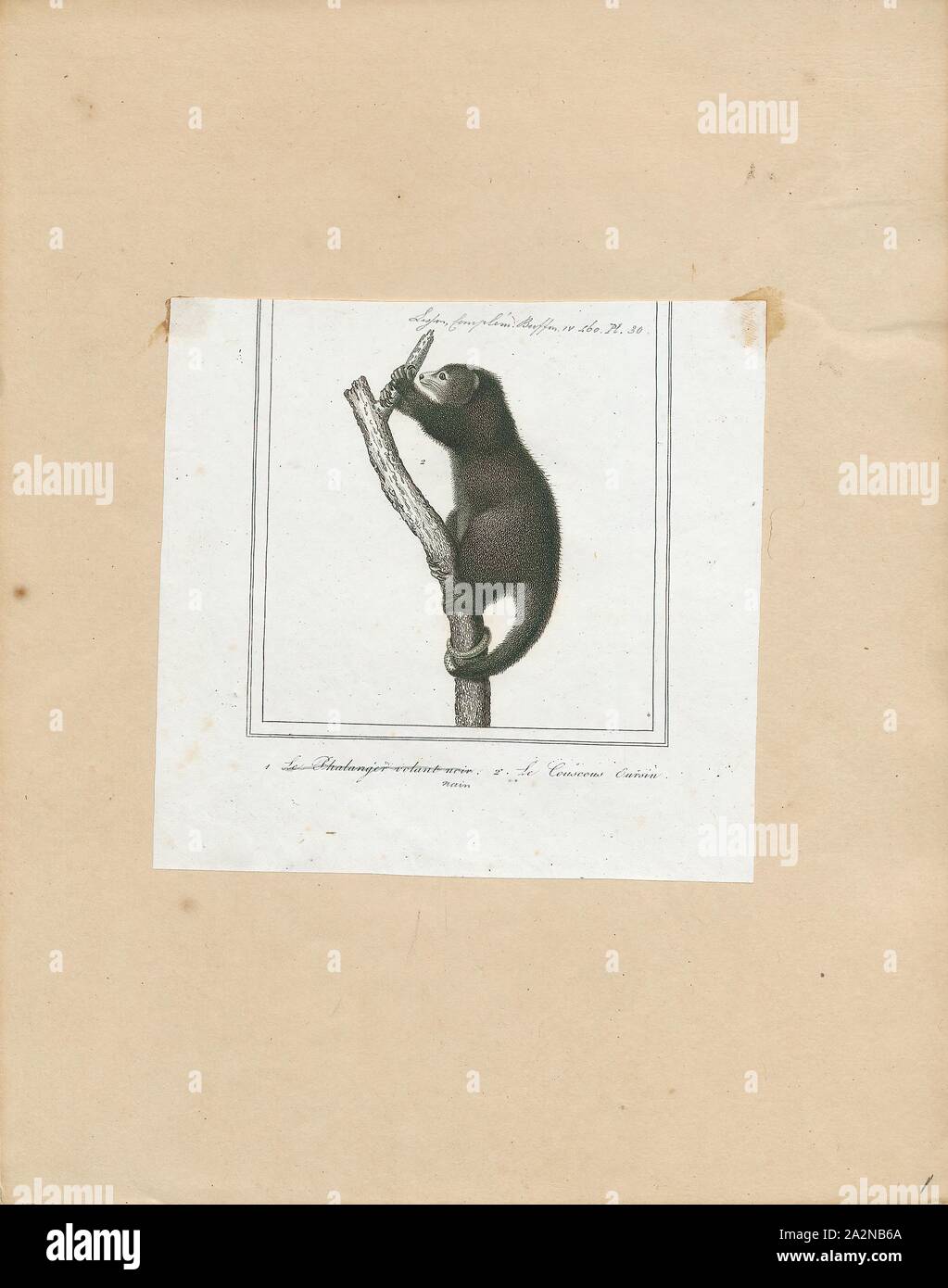 Ursina hi-res stock photography and images - Alamy