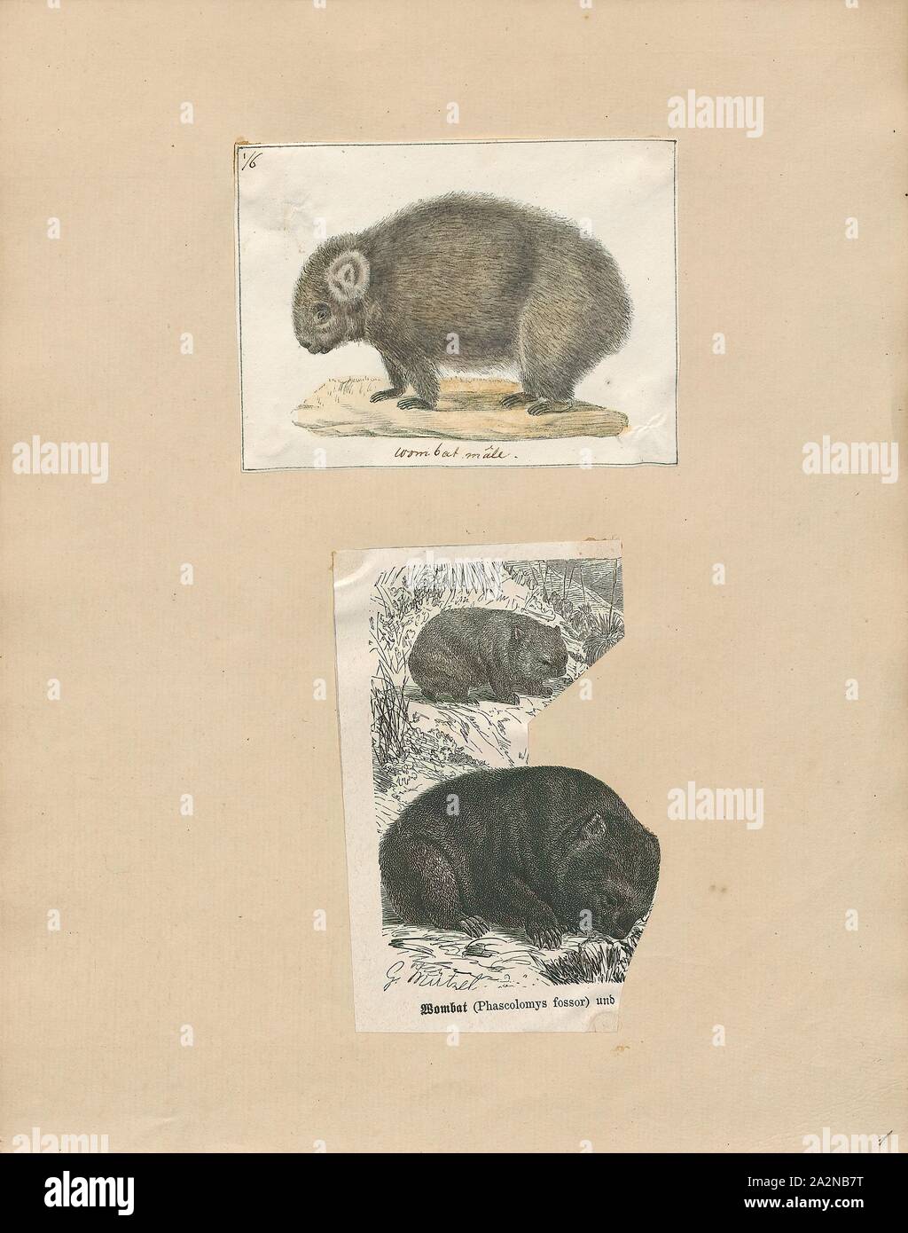 Phascolomys fossor hi-res stock photography and images - Alamy