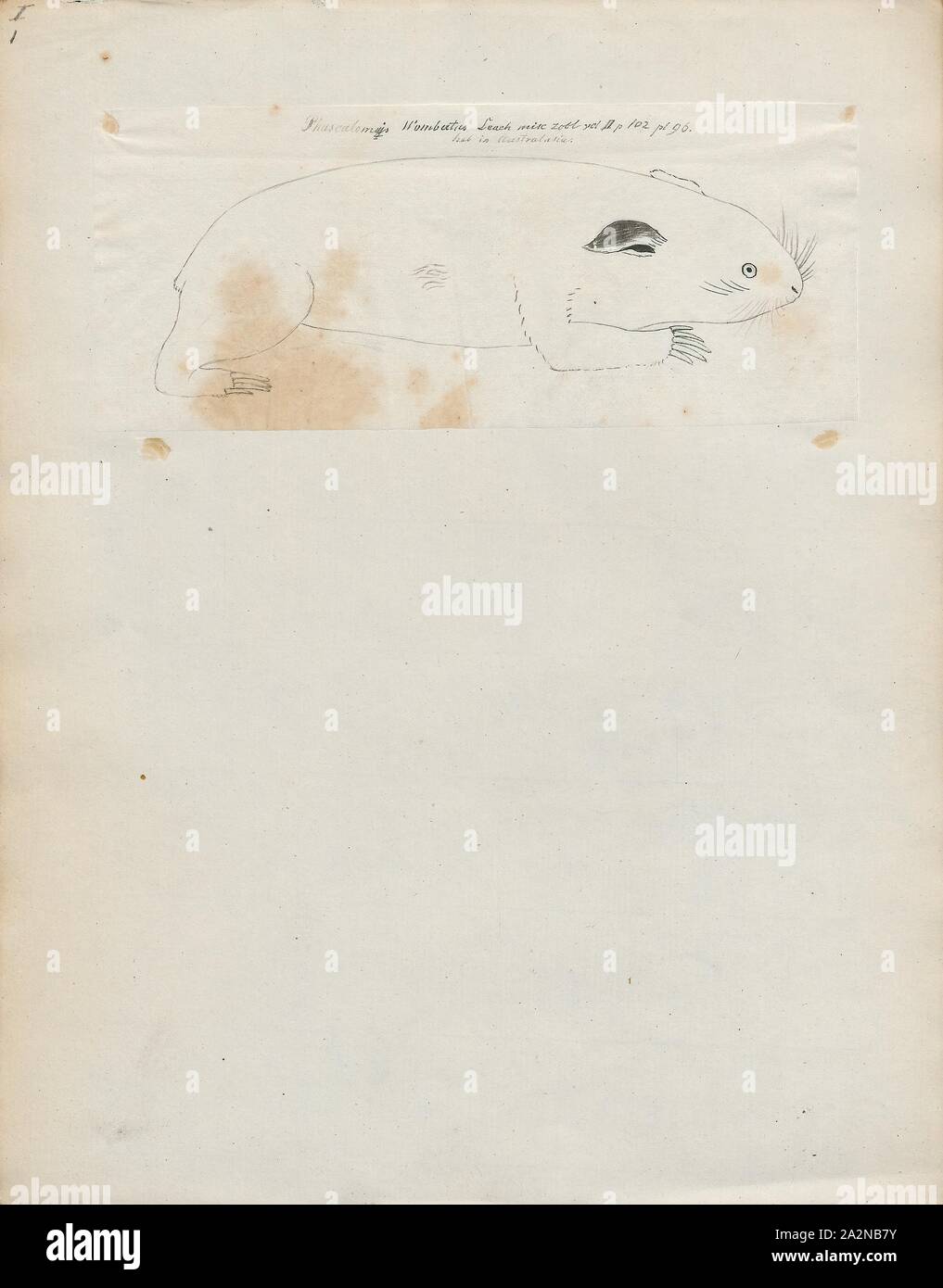 Phascolomys wombat, Print, 1700-1880 Stock Photo - Alamy