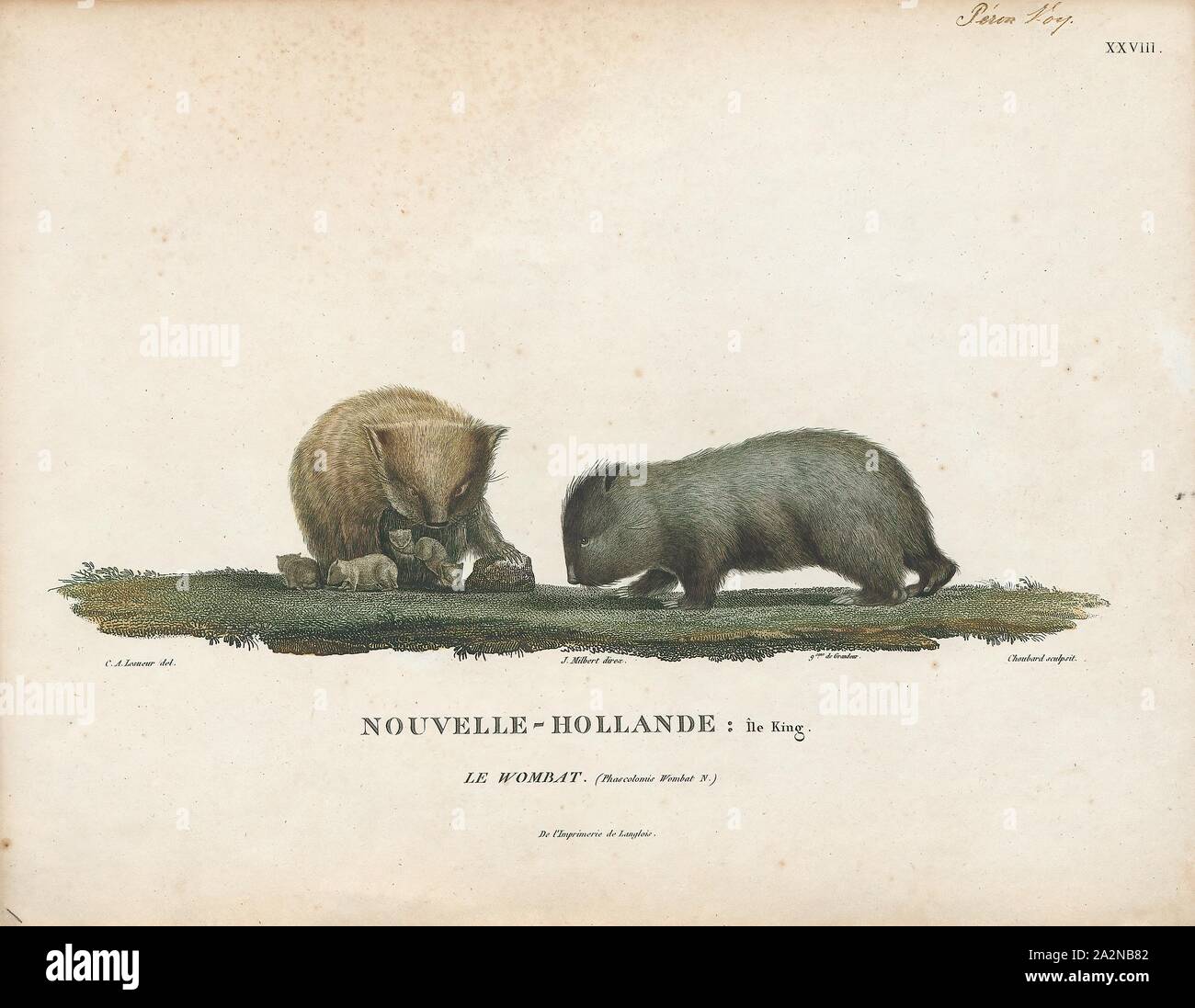 Phascolomys wombat, Print, 1700-1880 Stock Photo - Alamy