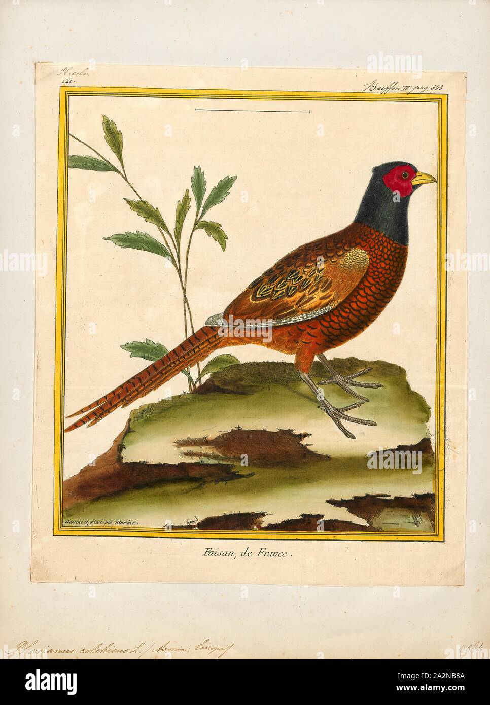 Phasianus colchicus, Print, The common pheasant (Phasianus colchicus ...