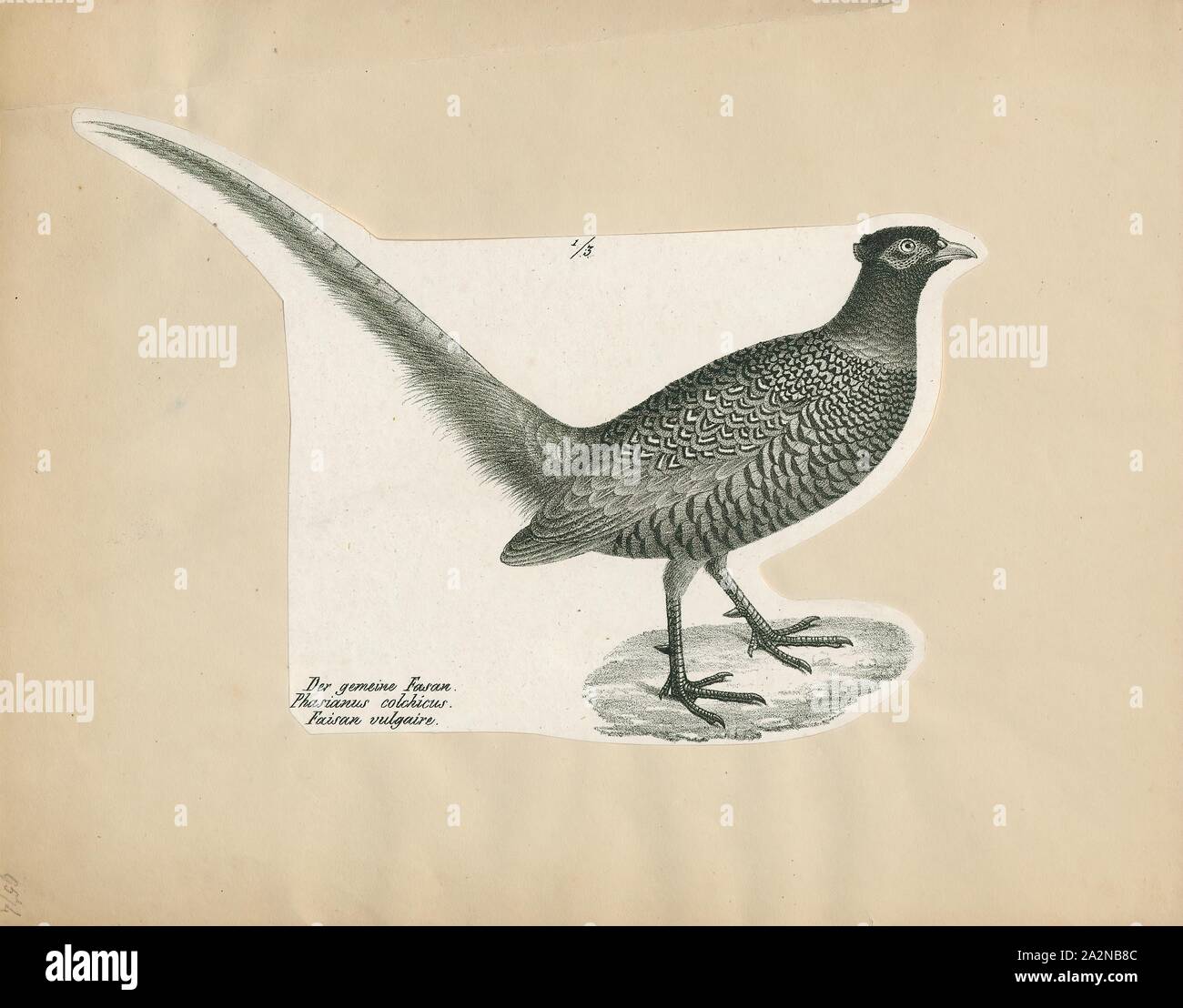 Phasianus colchicus, Print, The common pheasant (Phasianus colchicus ...