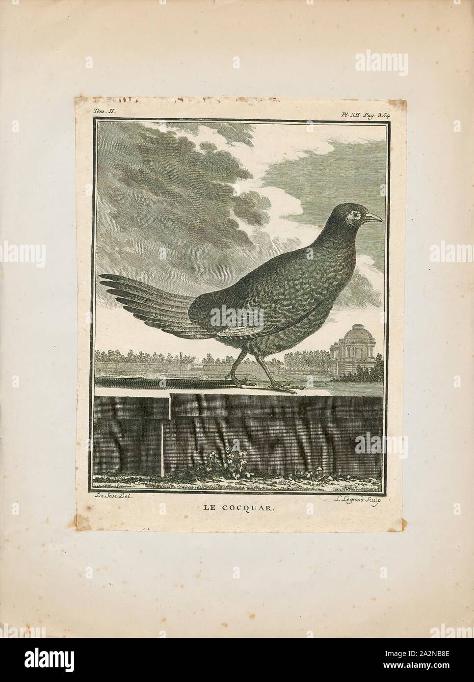 Species Name Colchicus High Resolution Stock Photography and Images - Alamy