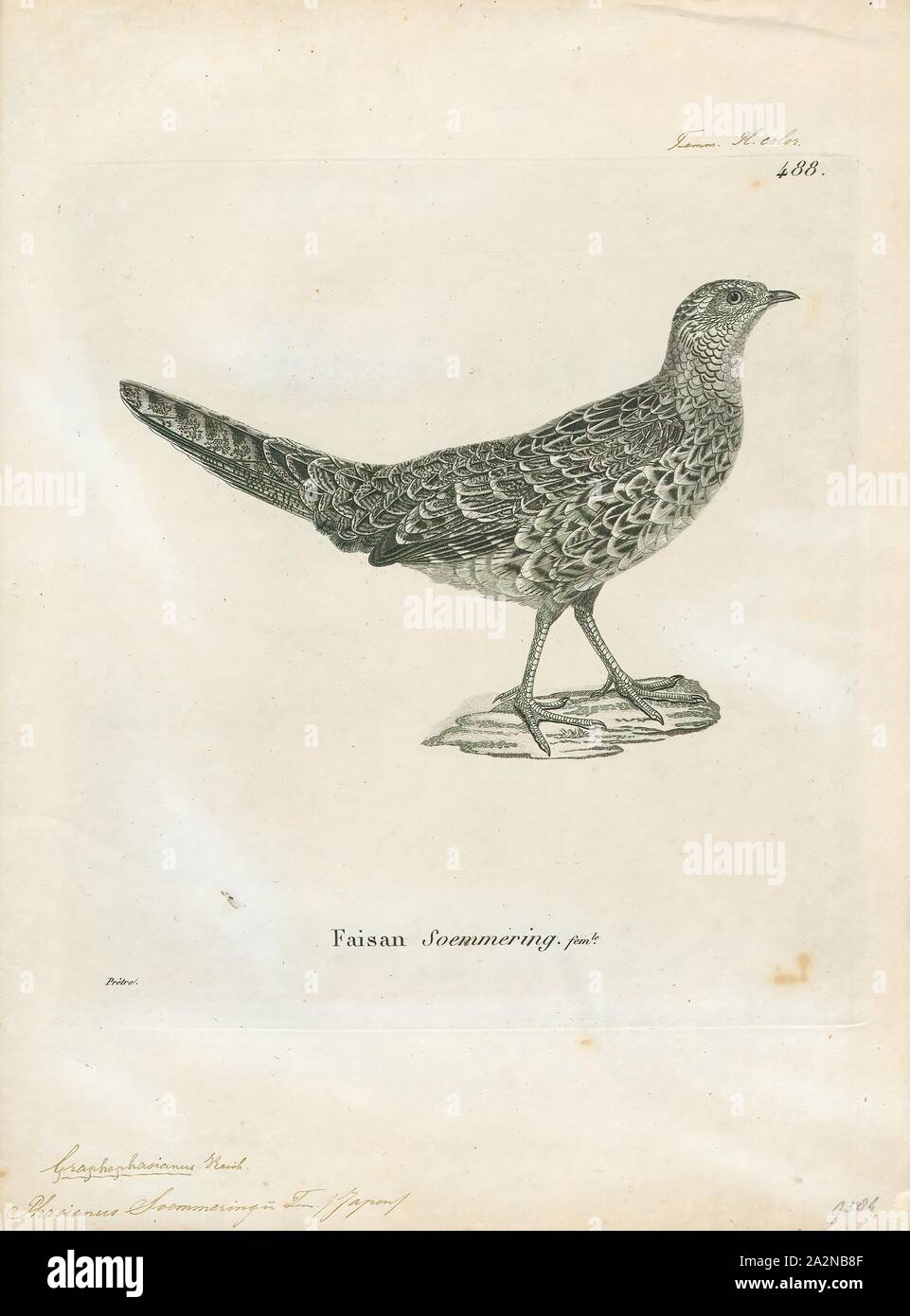 Typical pheasant genus phasianus hi-res stock photography and images ...