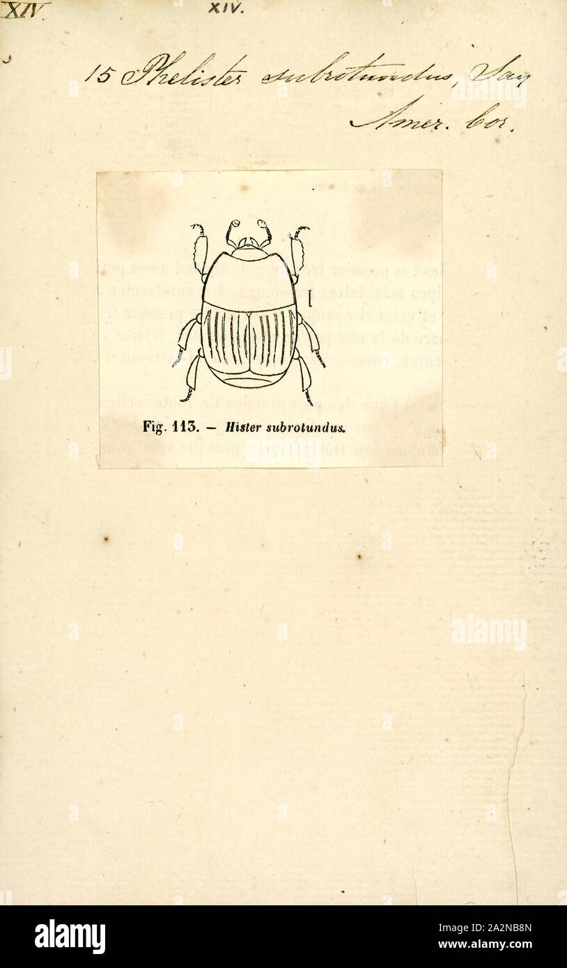 Phelister hi-res stock photography and images - Alamy