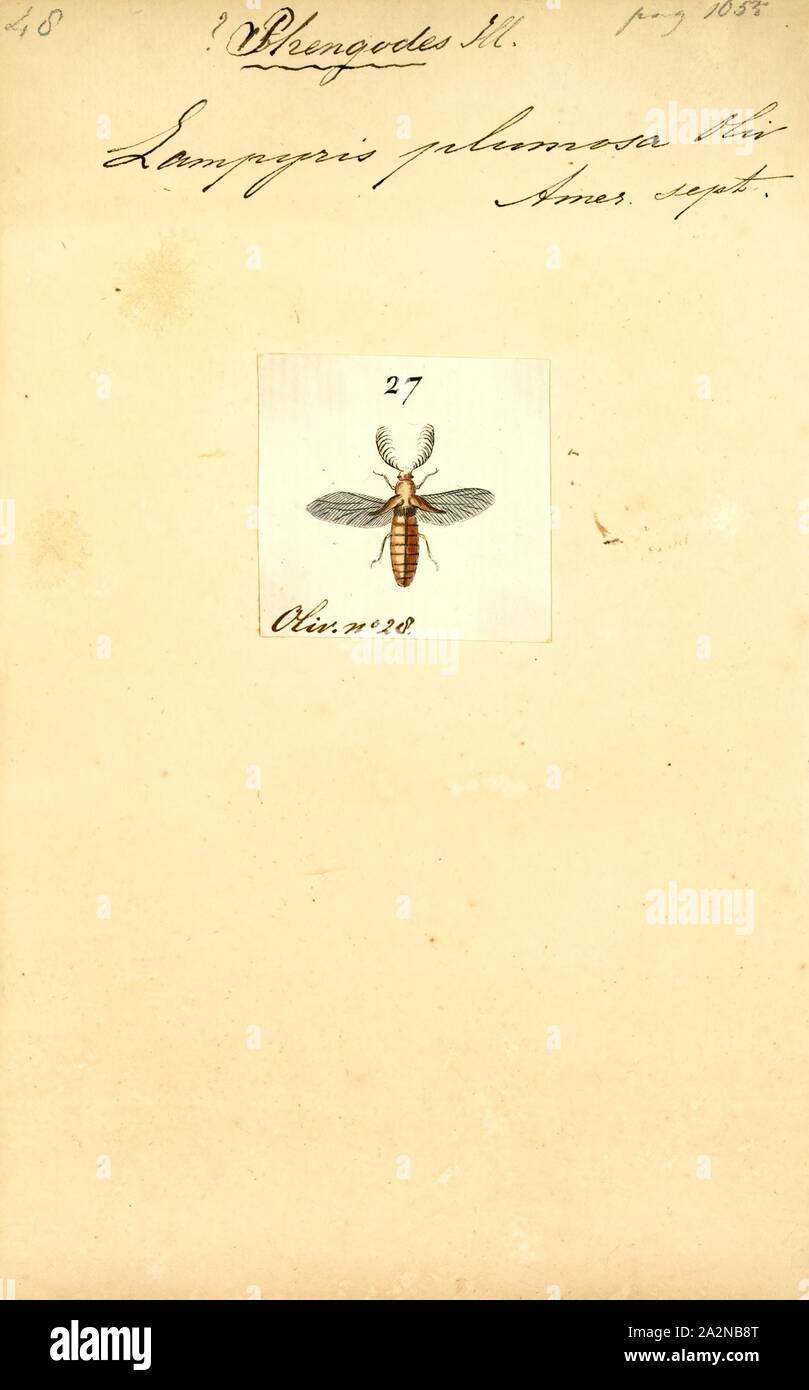 Phengodes hi-res stock photography and images - Alamy