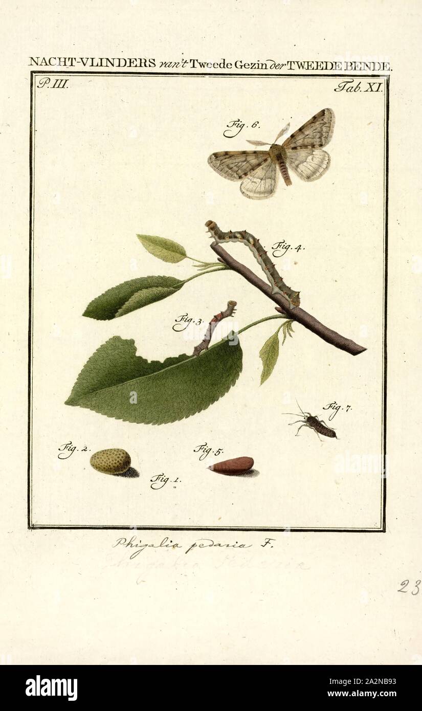 Phigalia hi-res stock photography and images - Alamy